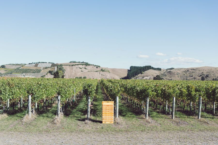 Top Wineries of New Zealand 2022:Radburnd Cellars – The Real Review