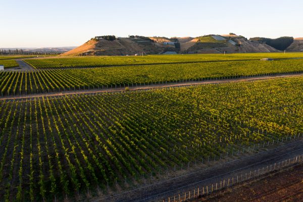 Smith and Sheth Media Kit_Omahu Vineyard2 – The Real Review