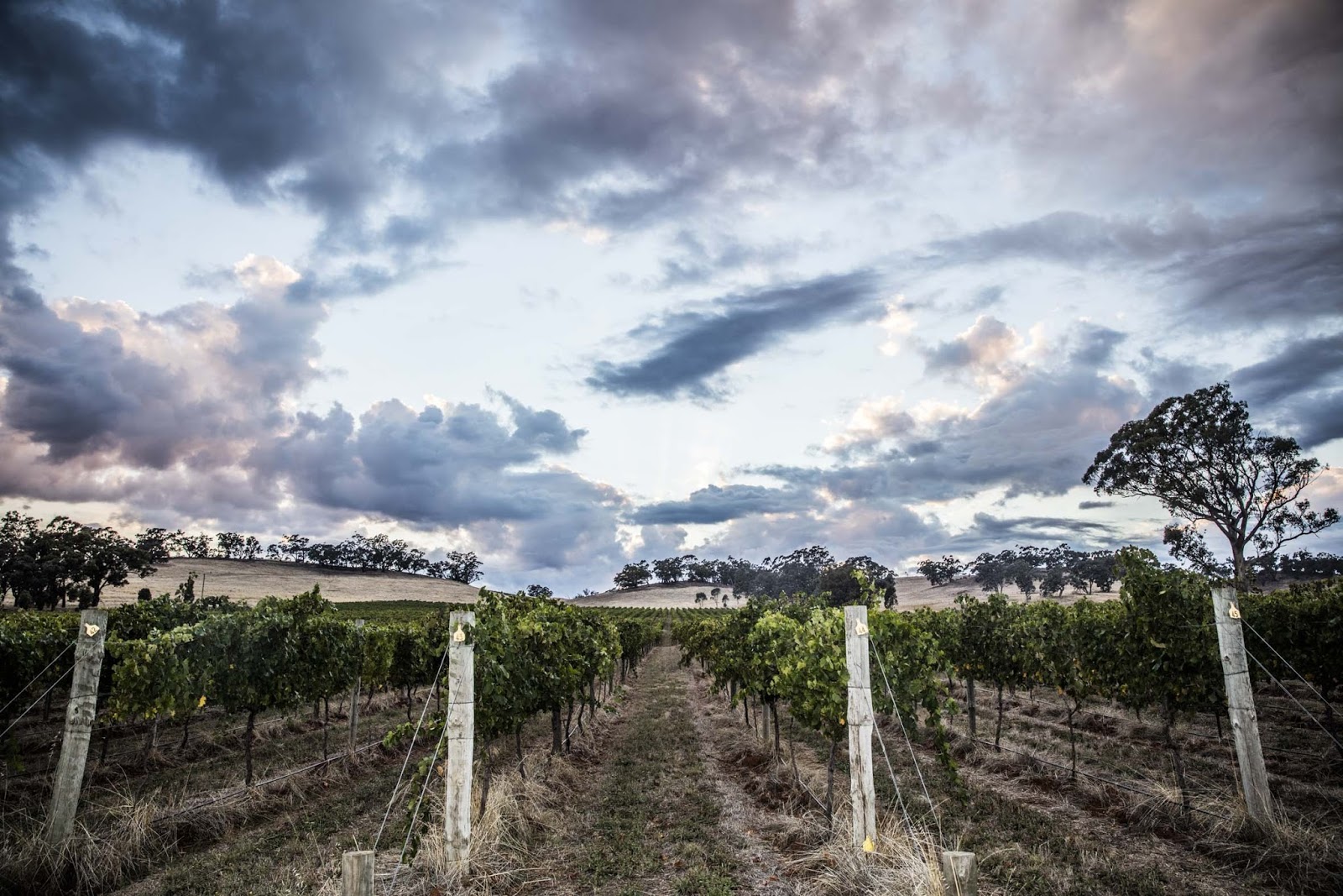 Tellurian plans for a warmer climate – The Real Review