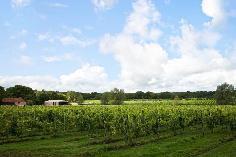 Oxney Organic Estate’s sparkling start – The Real Review