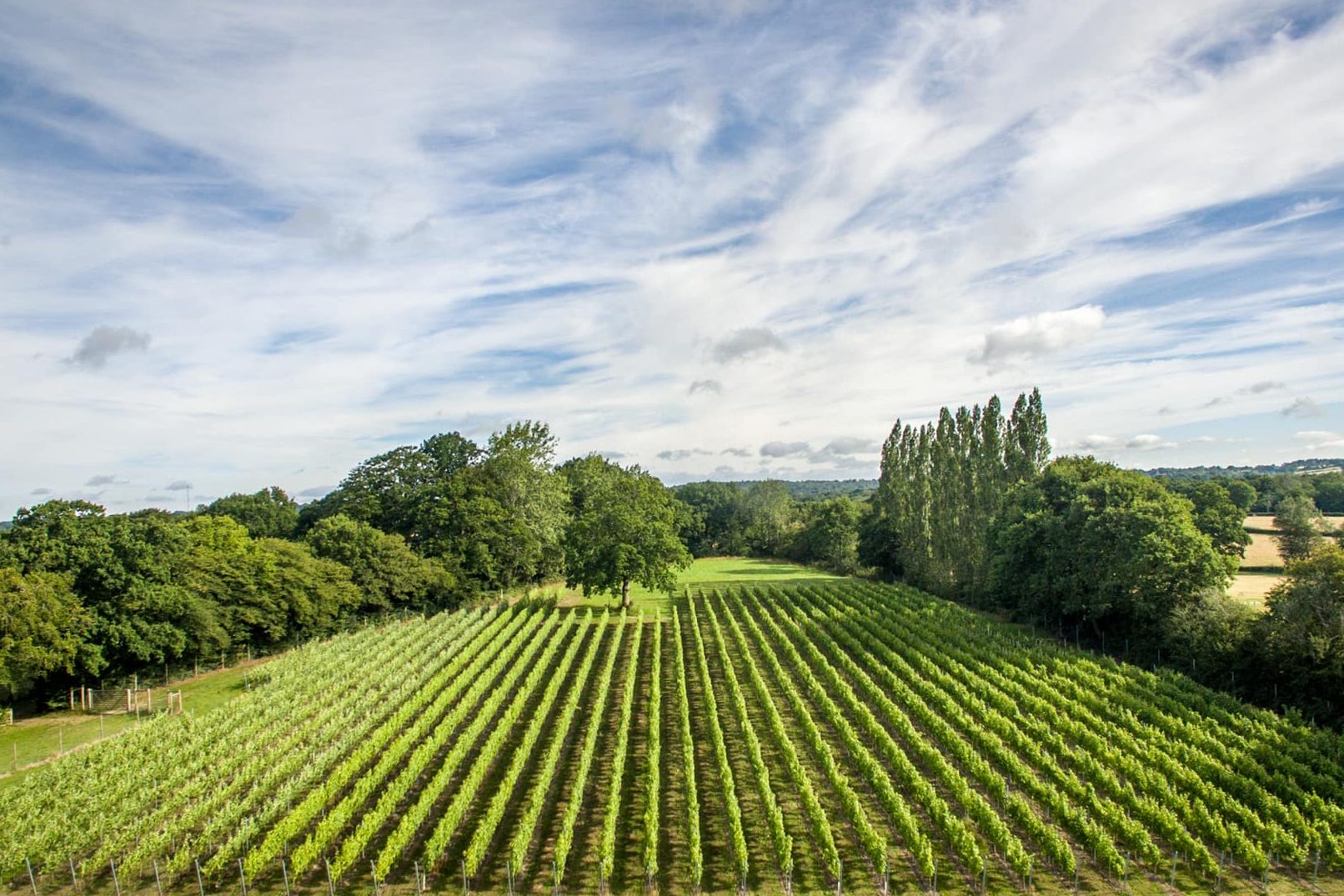 Introduction to the Sussex wine region – The Real Review