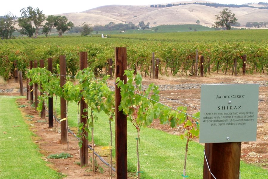 Shiraz: Australia’s top value red – The Real Review