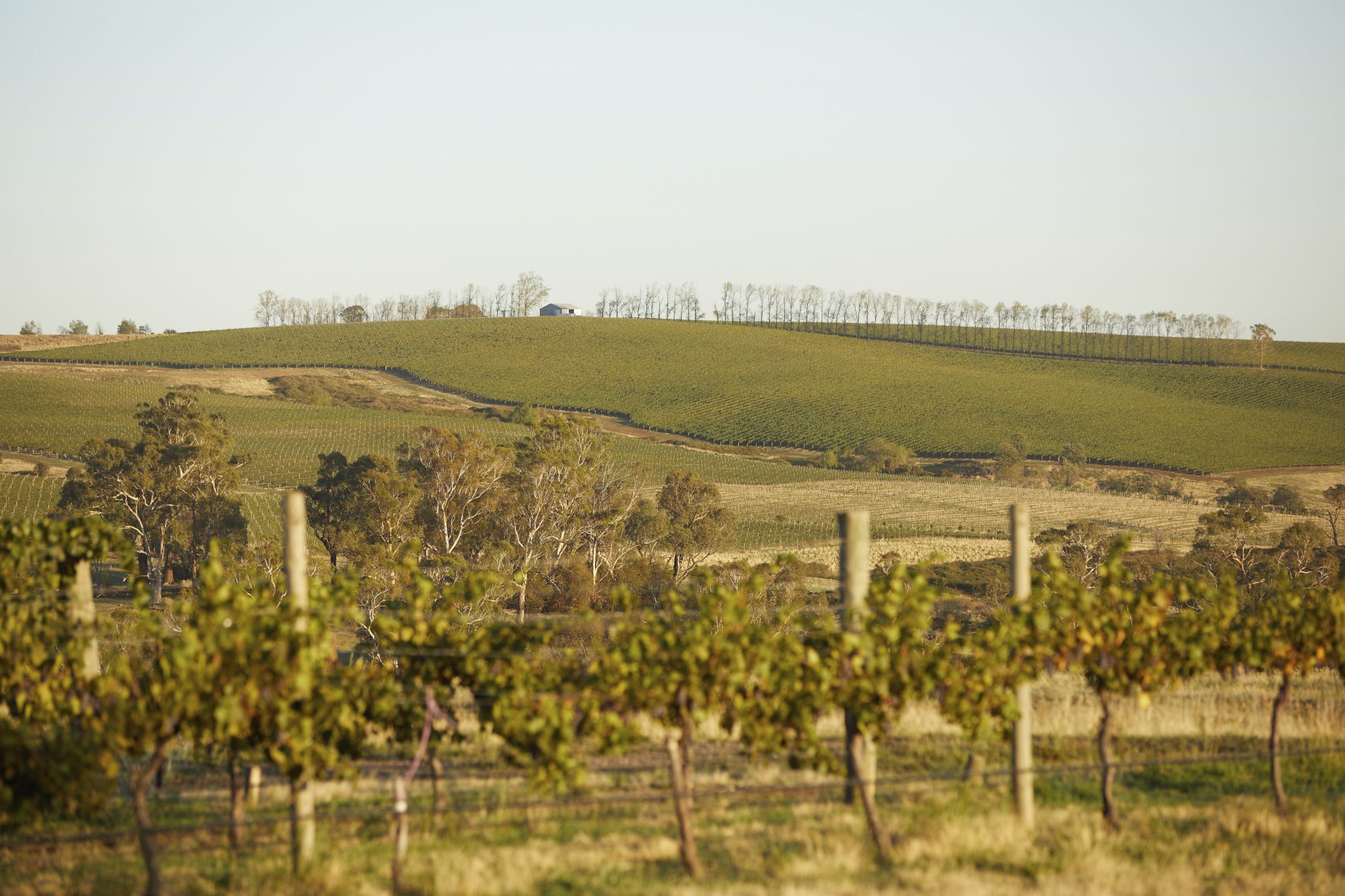 Introduction to the Orange wine region – The Real Review