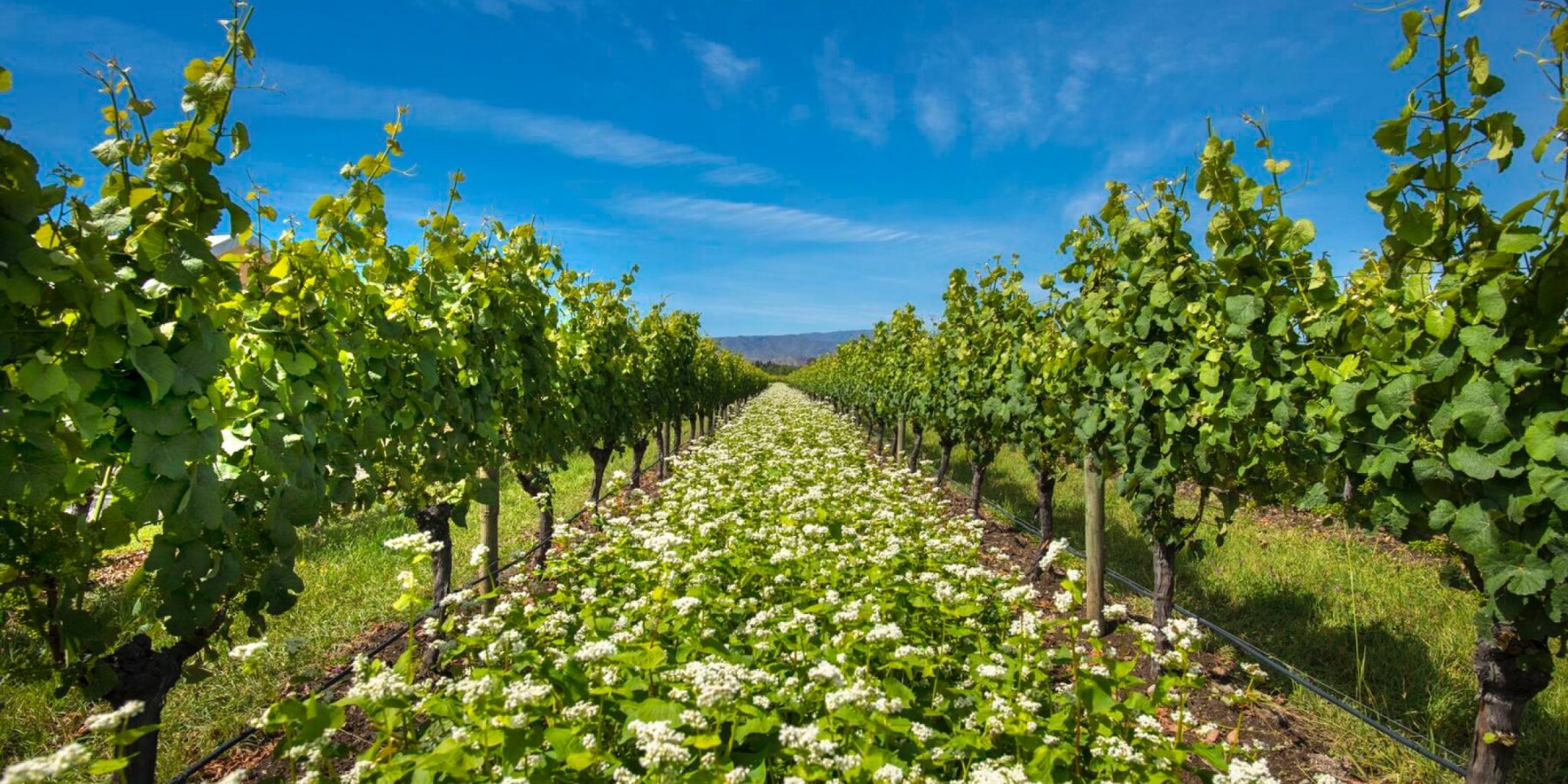 Masterclass: Aromatic Whites with Huon Hooke (Sydney) – The Real Review