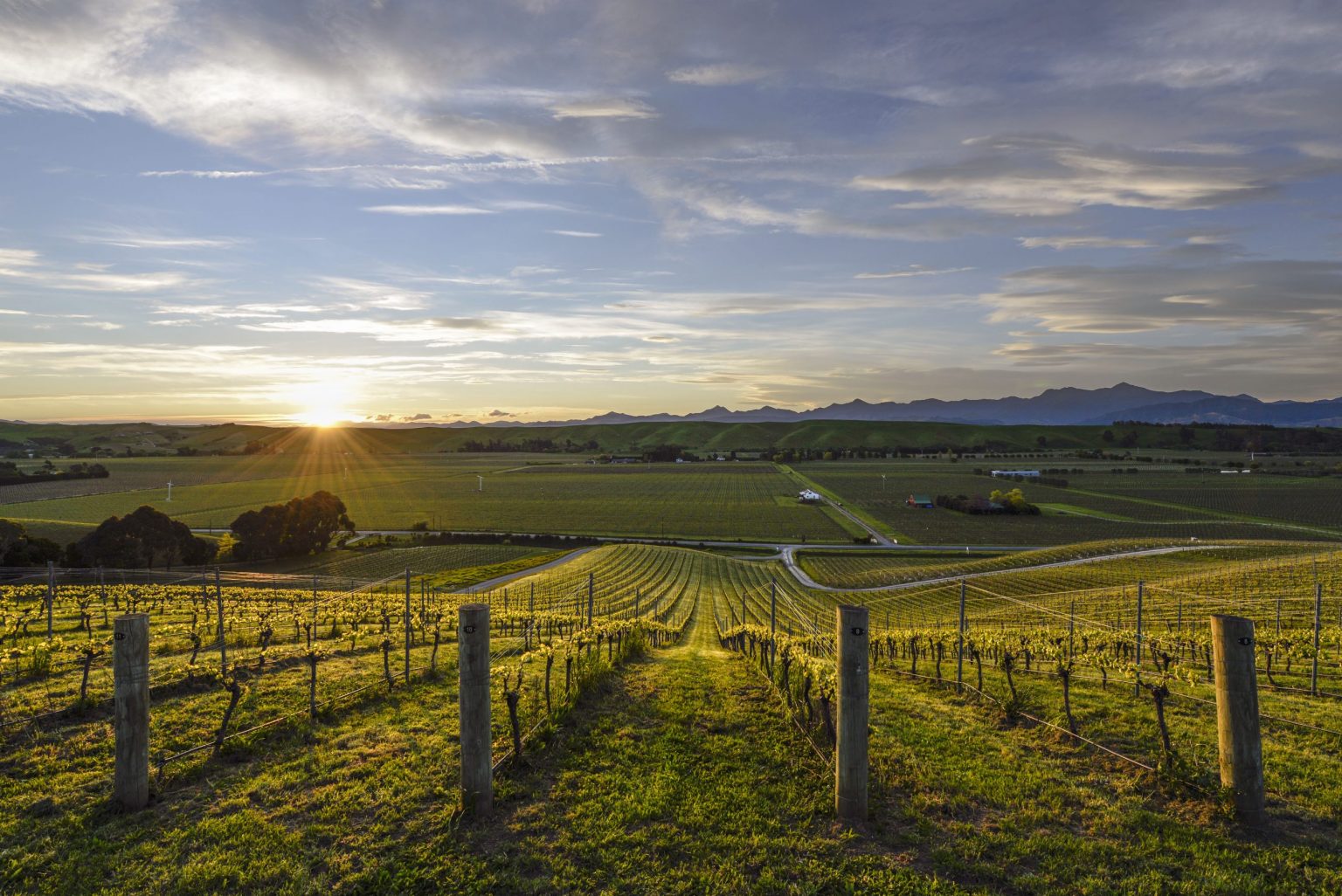 Greywacke delves into the archives – The Real Review