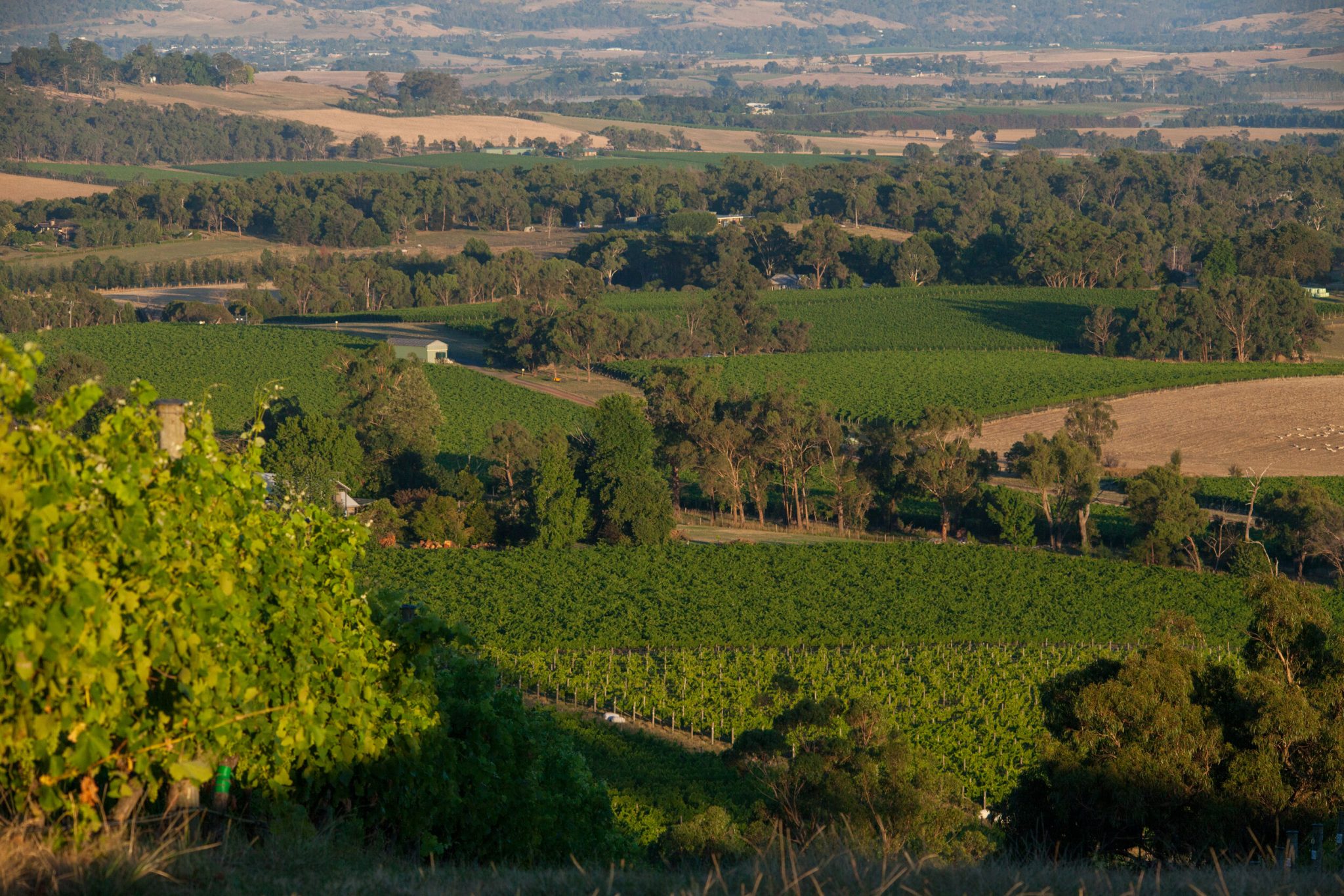 Top Wineries of Australia 2025:Giant Steps – The Real Review