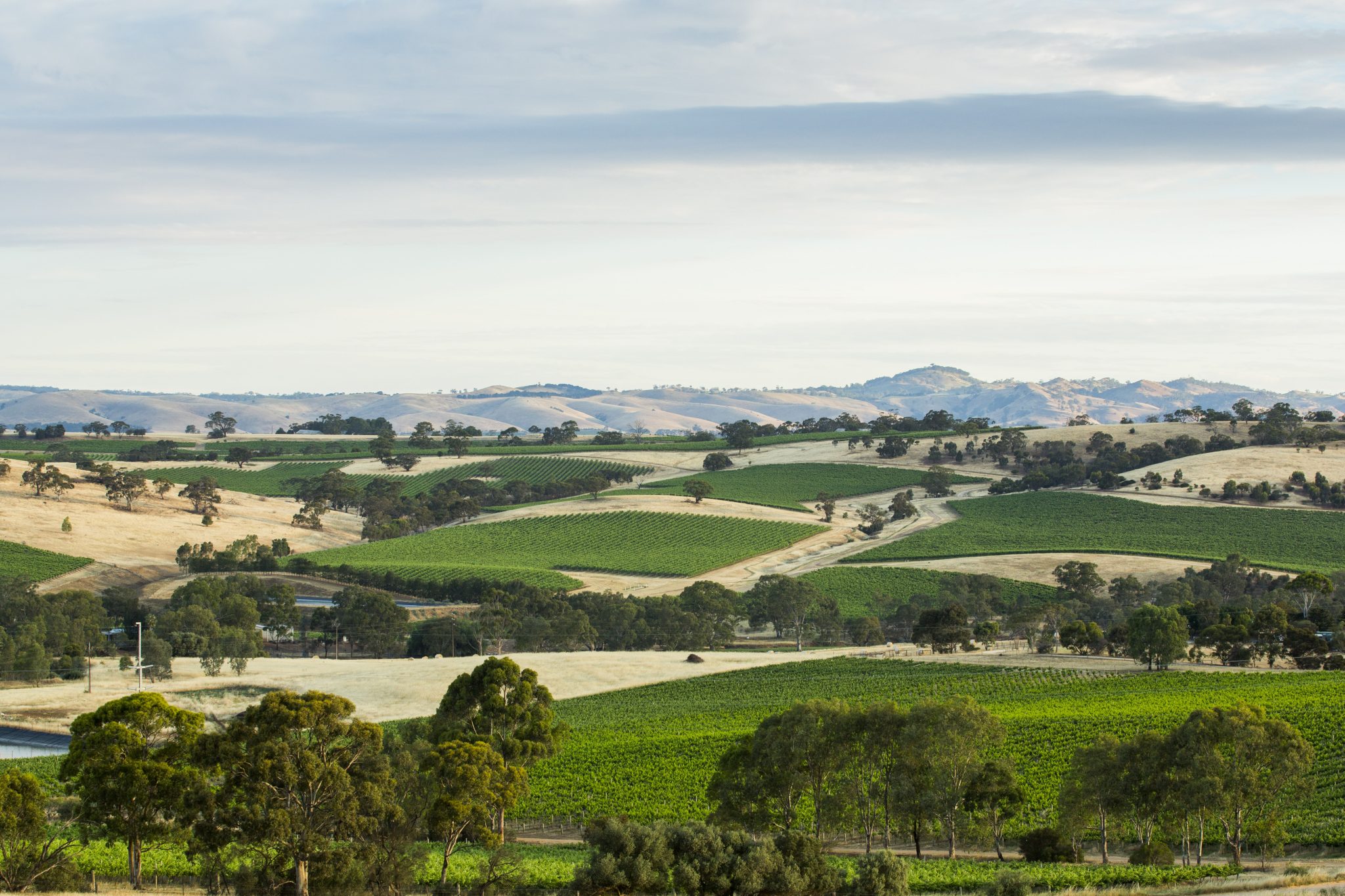 Top Wineries of Australia 2023:Hentley Farm – The Real Review
