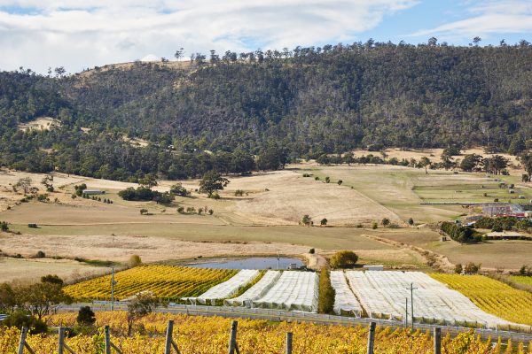 Top Wineries of Australia 2024:Pressing Matters – The Real Review