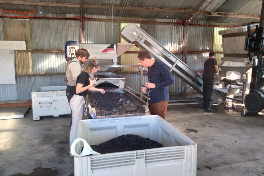 Top Wineries of Australia 2023:Pressing Matters – The Real Review