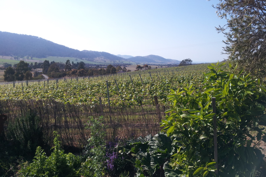 Top Wineries of Australia 2023:Pressing Matters – The Real Review