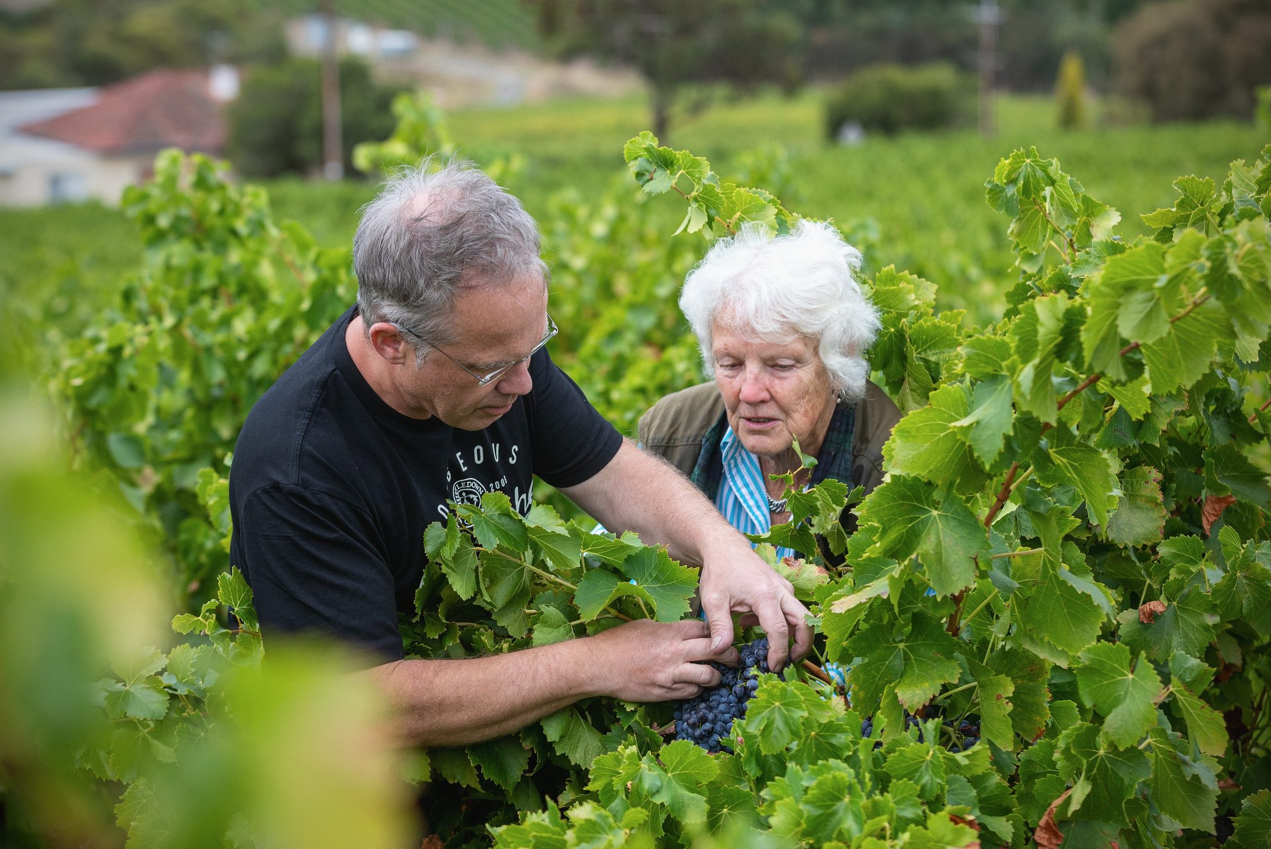 Giles _ Sue Trott Sands of Time vineyard grenache mclaren vale blewitt ...
