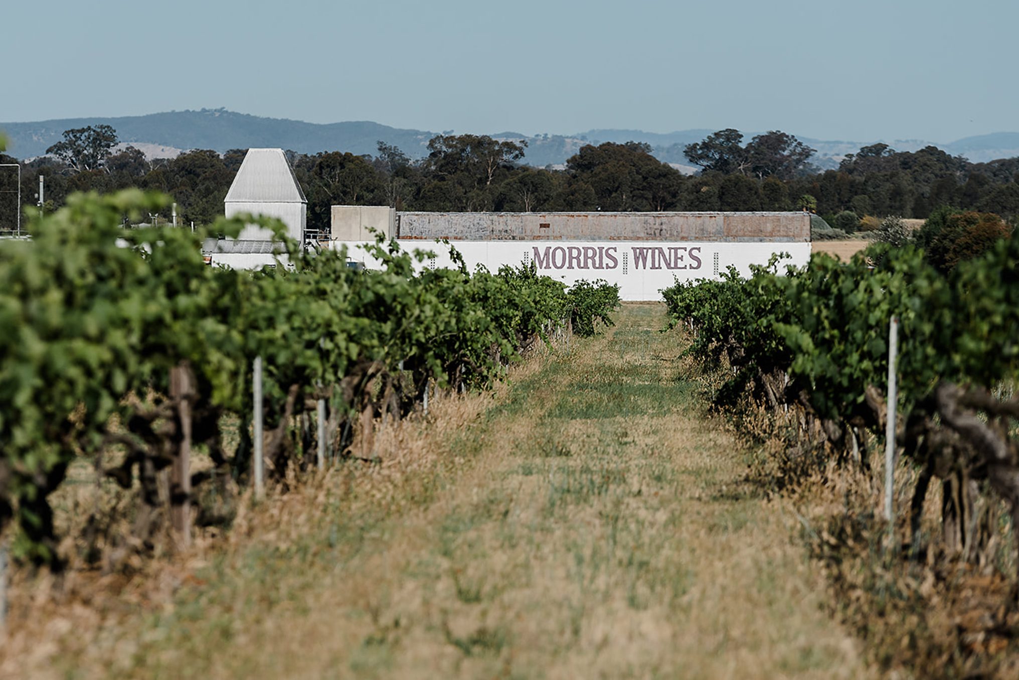 Morris Wines Vineyards – The Real Review