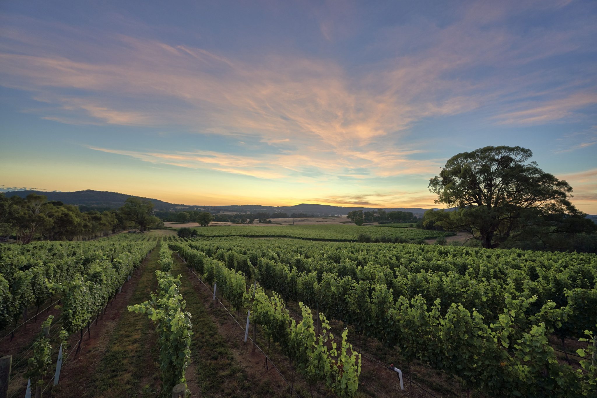 Top Wineries of Australia 2024:Domaine Chandon – The Real Review