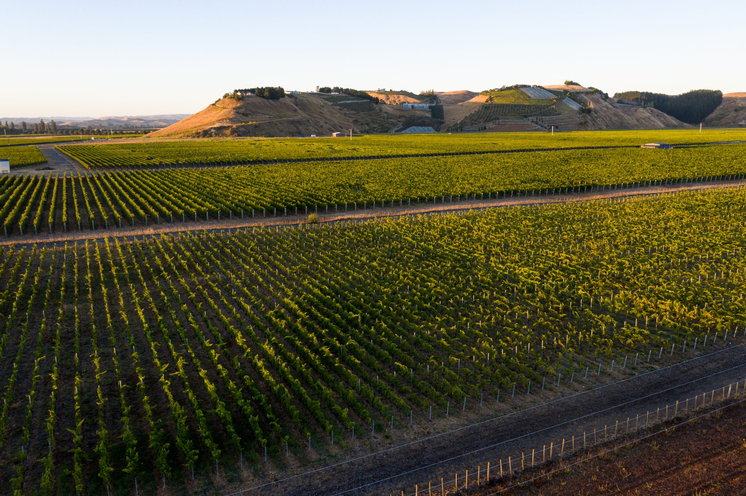 Smith and Sheth Media Kit_Omahu Vineyard2 – The Real Review
