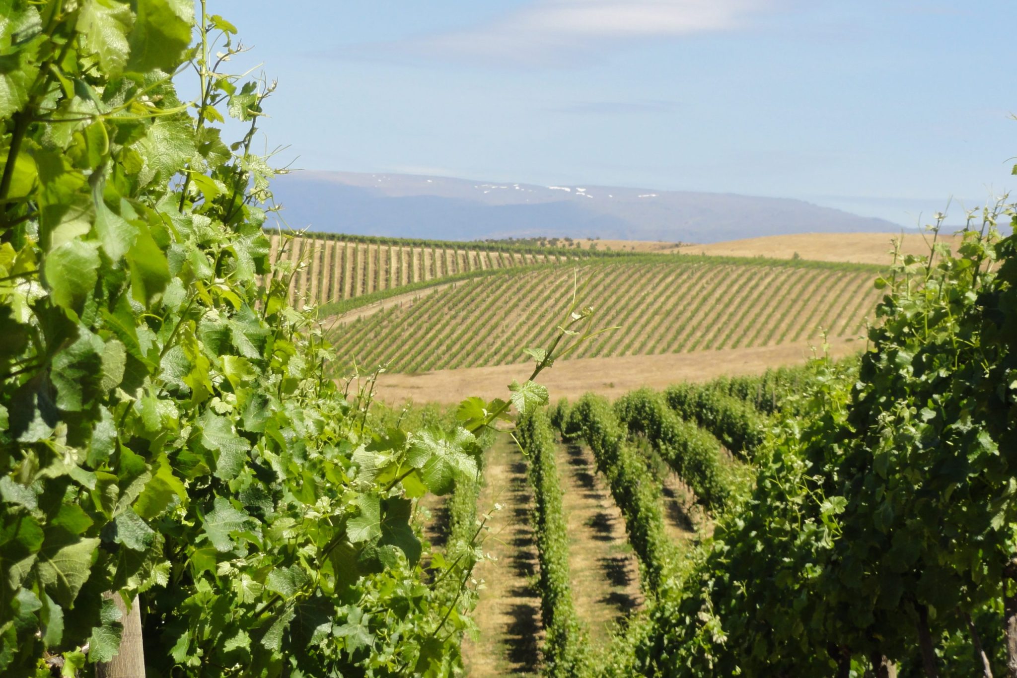 Top Wineries of New Zealand 2024:Rockburn Wines – The Real Review