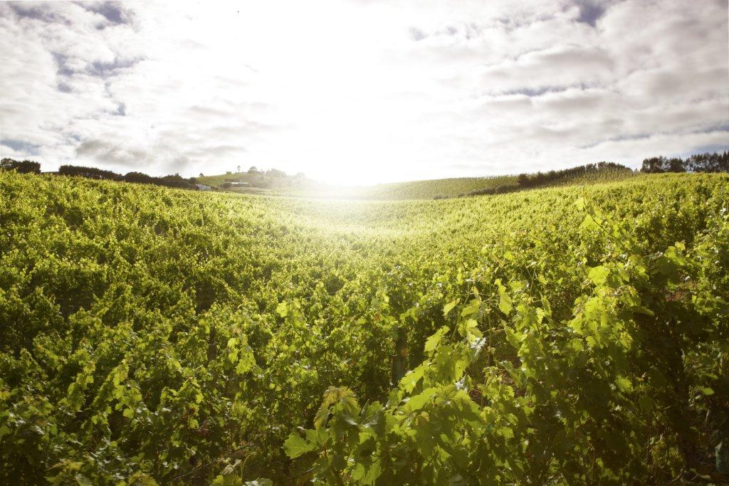 Top Wineries of New Zealand 2023:Obsidian – The Real Review