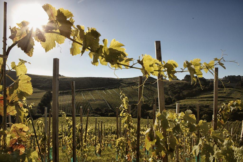 Top Wineries of New Zealand 2023:Obsidian – The Real Review