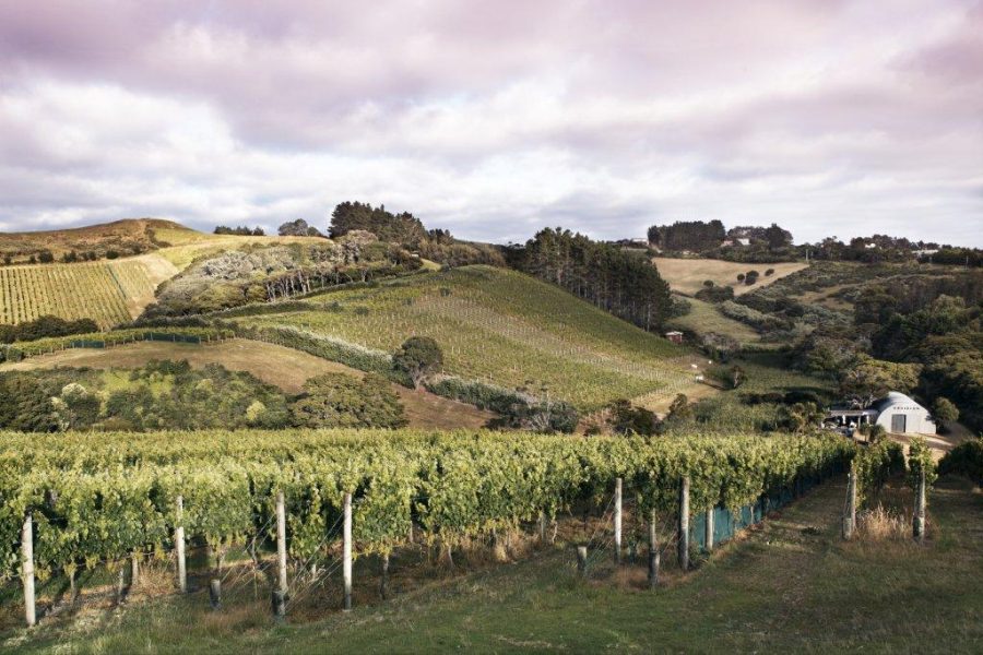 Top Wineries of New Zealand 2023:Obsidian – The Real Review