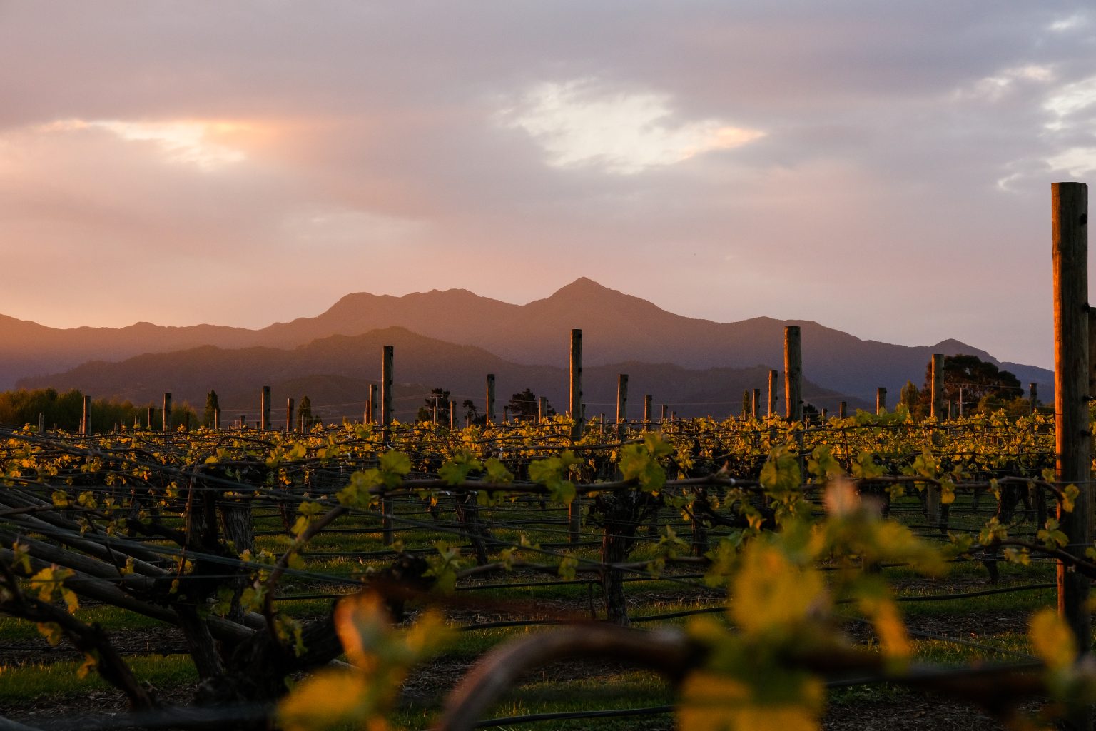 Top Wineries of New Zealand 2023:Allan Scott Family Winemakers – The ...