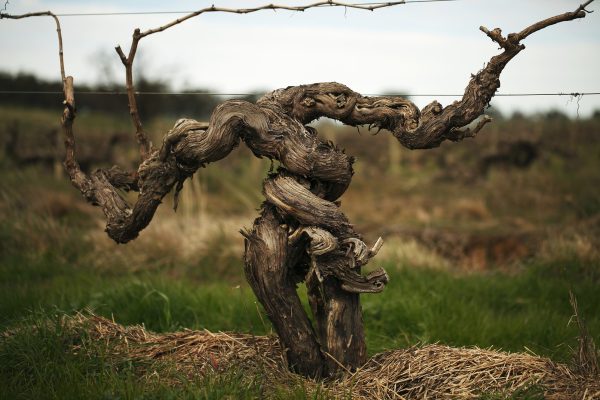 The world’s oldest vines – The Real Review