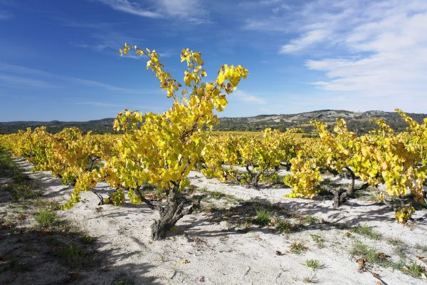 0911-wordley-7846 – The Real Review