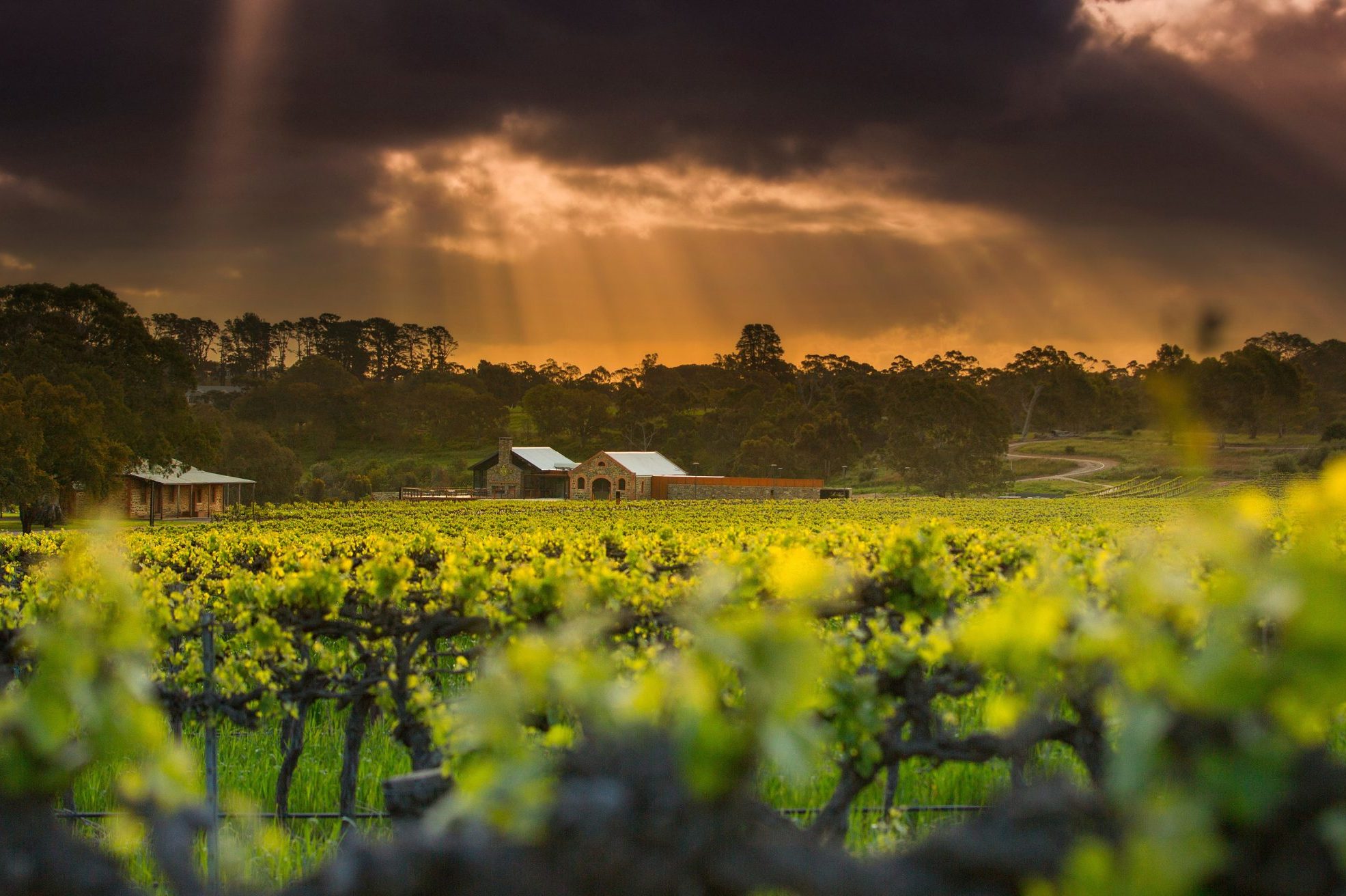 Top Wineries of Australia 2024 top performing regions – The Real Review
