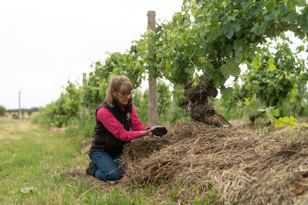 Top Wineries of Australia 2024:Henschke – The Real Review