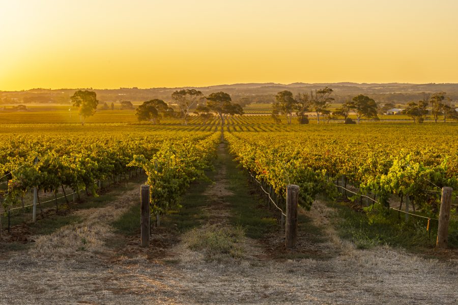Top Wineries of Australia 2024:Yalumba – The Real Review