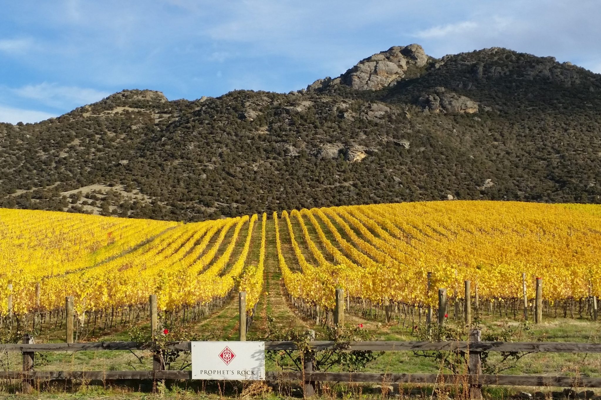 Top Wineries of New Zealand 2025:Prophet’s Rock – The Real Review
