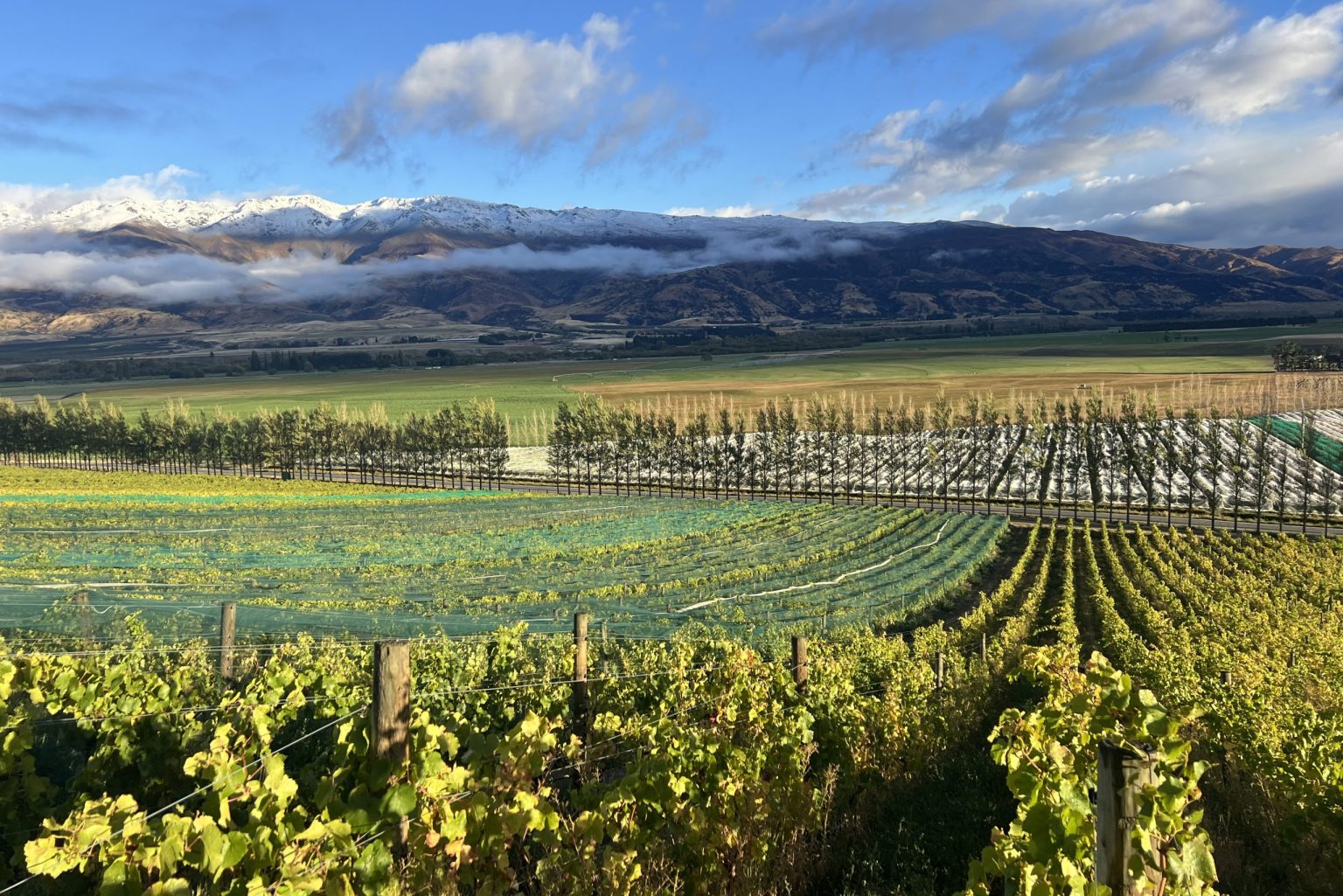 Top Wineries of New Zealand 2024:Quartz Reef – The Real Review