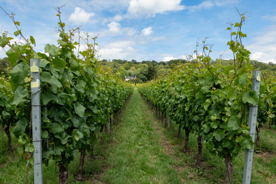 Squerryes: a licence to enjoy – The Real Review