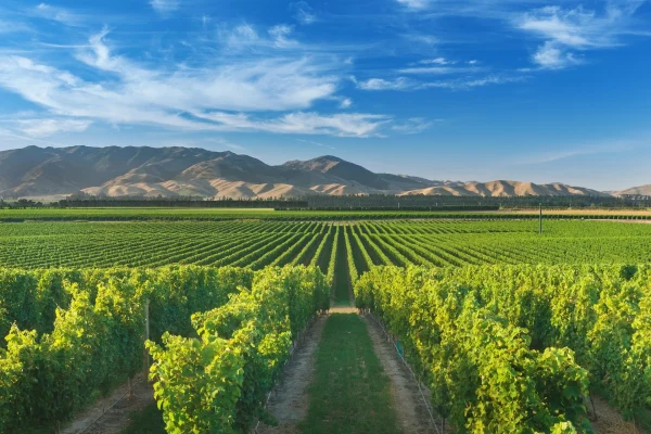 The 2024 Marlborough sauvignon blanc vintage – The Real Review