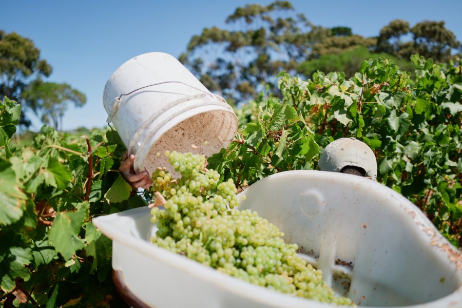 Winery of the Year Australia: Wine by Farr – The Real Review