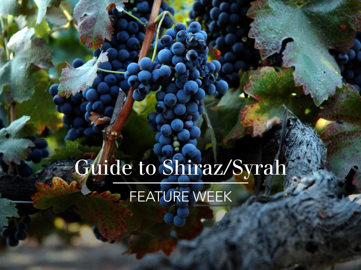 Syrah Grapes Origin