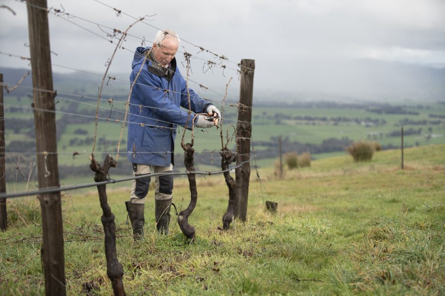 White Wine of the Year Australia: Fighting Gully Road Smith Vineyard ...