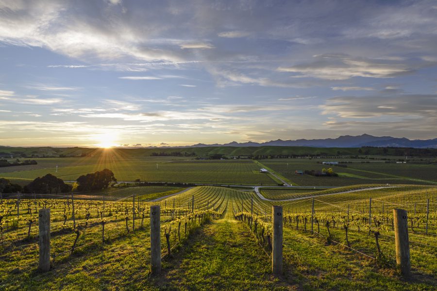 Sweet Wine of the Year New Zealand 2026: Greywacke Botrytis Pinot Gris ...