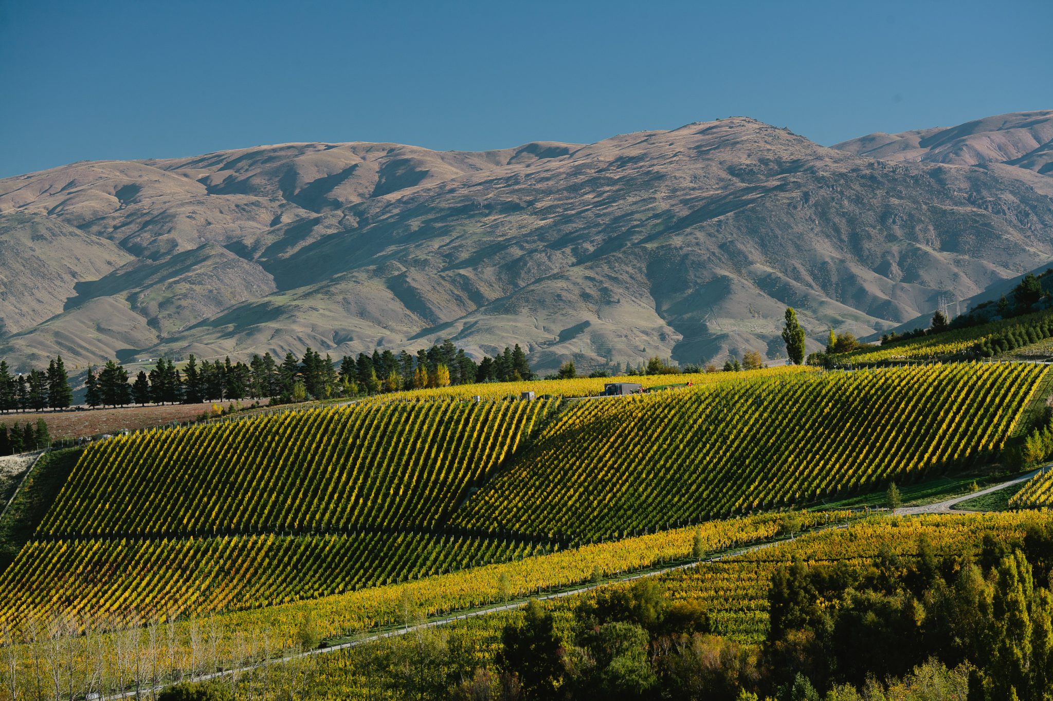 Red Wine of the Year New Zealand 2026: Burn Cottage Sabine’s Selection ...
